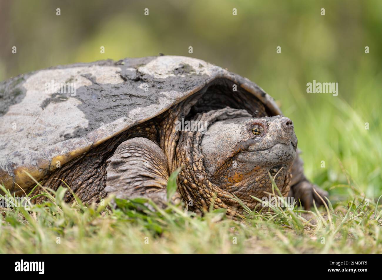 Snapping turtle head shot hi-res stock photography and images - Alamy