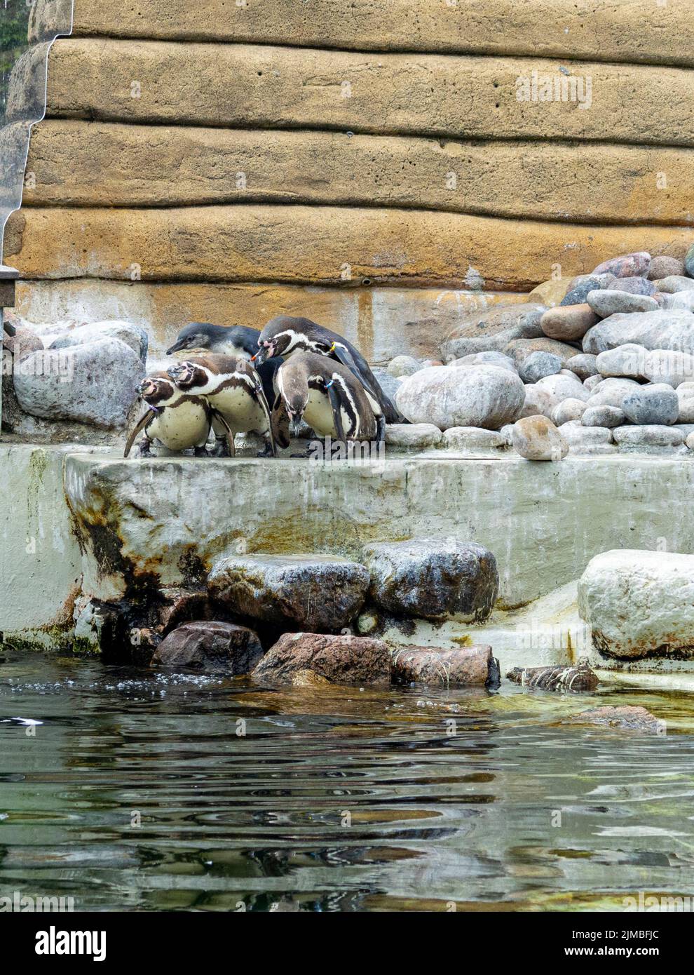 A group of adorable Humboldt penguin looking down at the water in ...