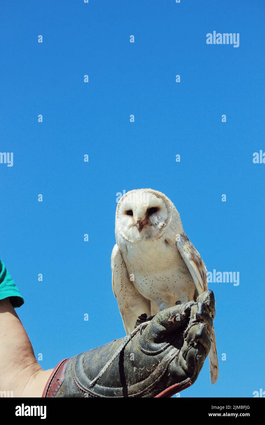 A vertical closeup of a barn owl sitting on a hand. Tyto alba Stock ...