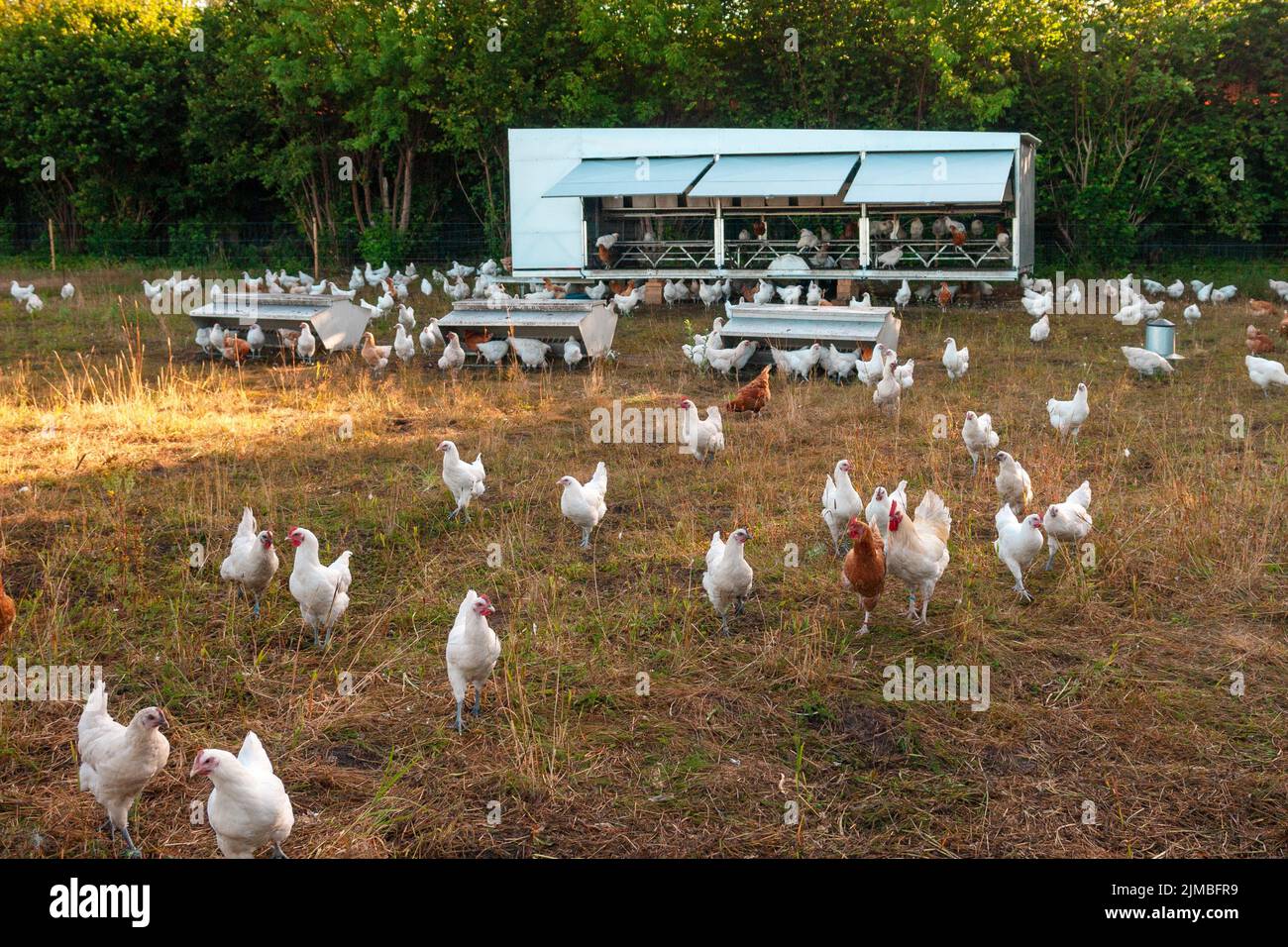 Small chicken farm, free range during summer Stock Photo - Alamy