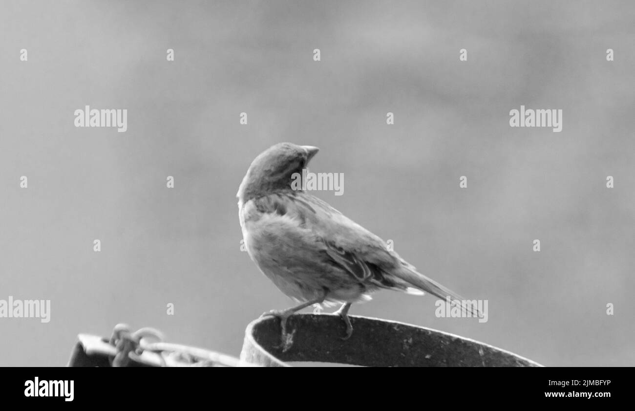 Old world sparrow Black and White Stock Photos & Images - Alamy
