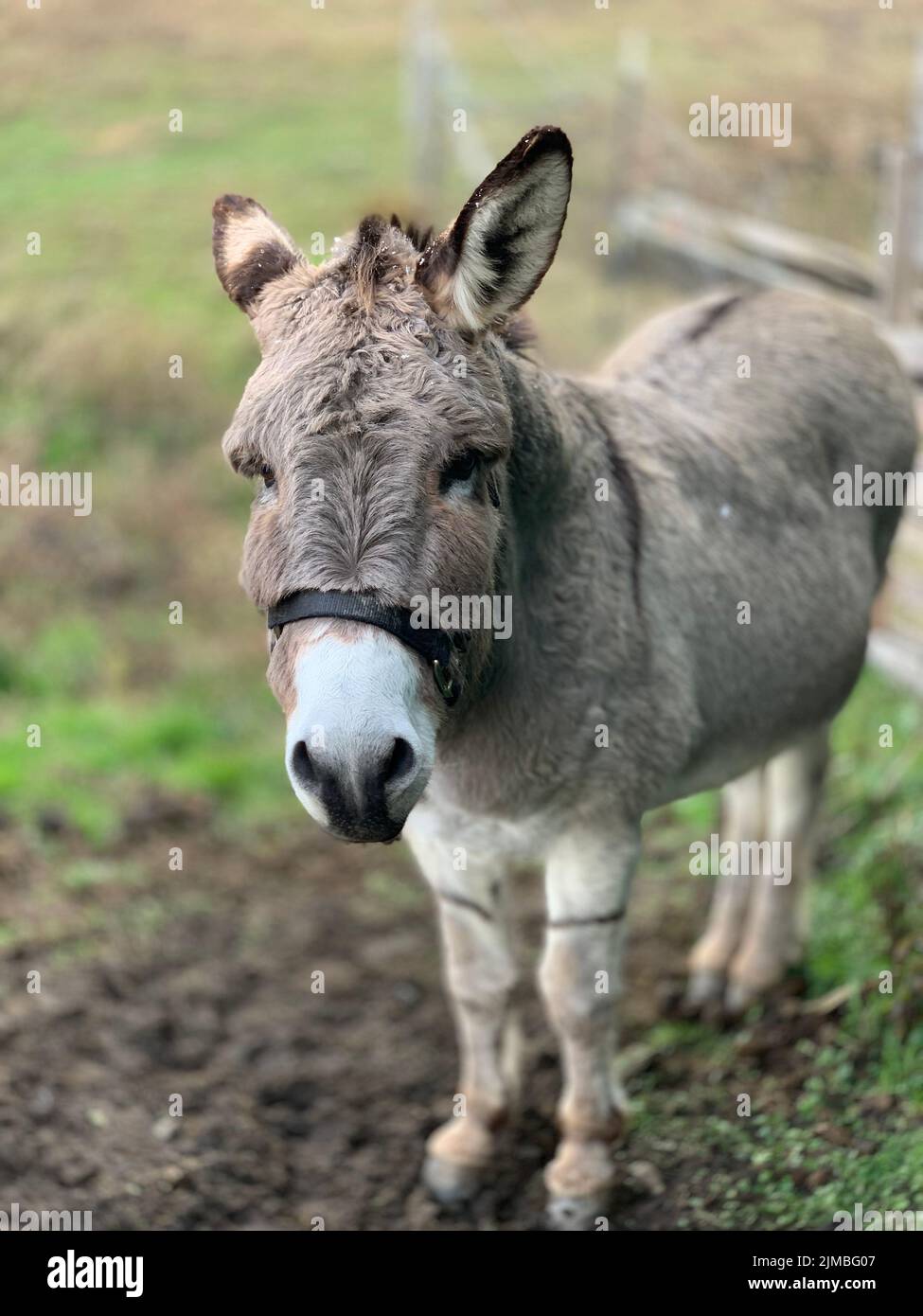 A vertical shot of a donkey looking into the camera Stock Photo - Alamy
