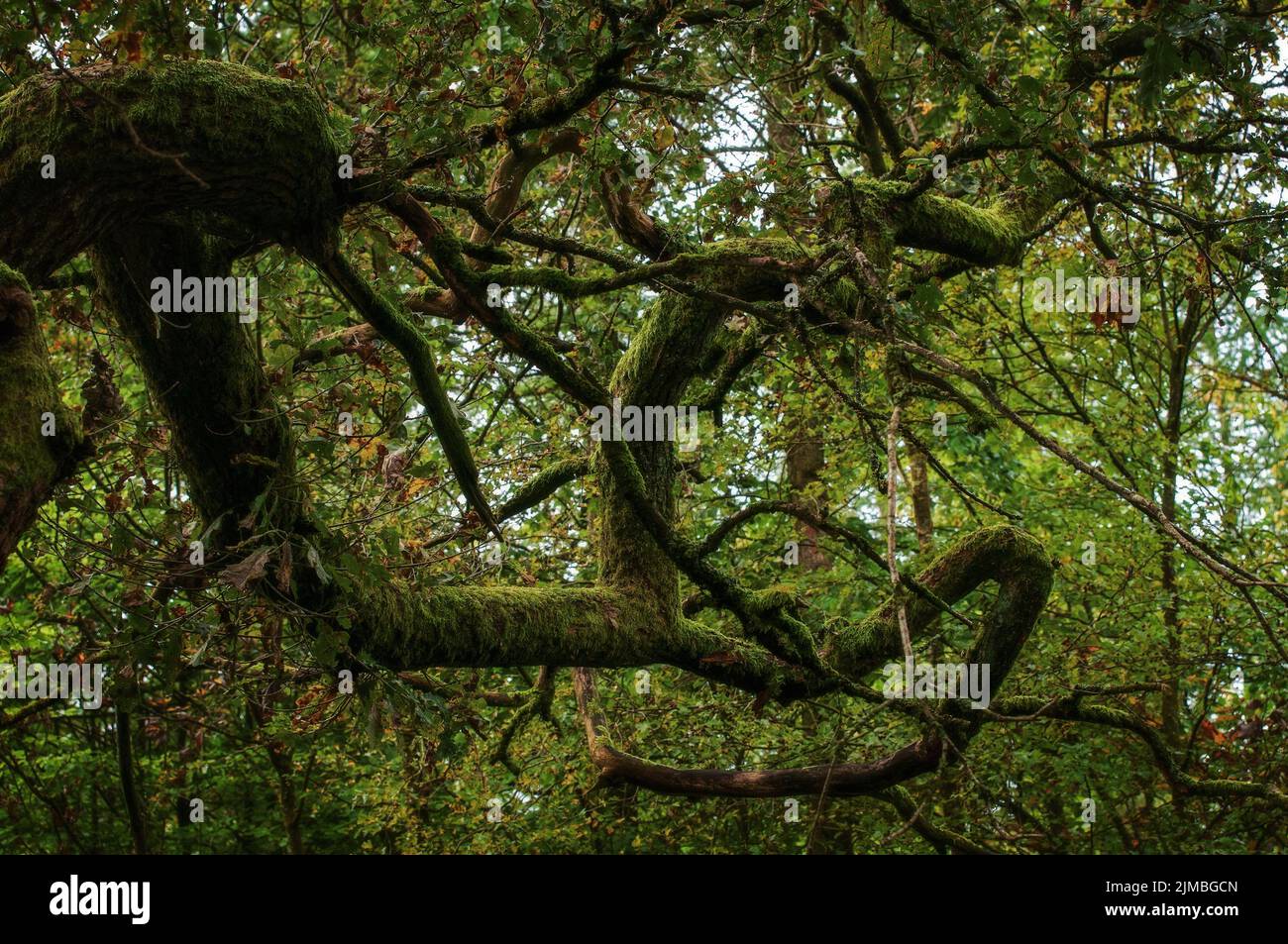 a twisting and mossy tree trunk with interweaving branches in the ...