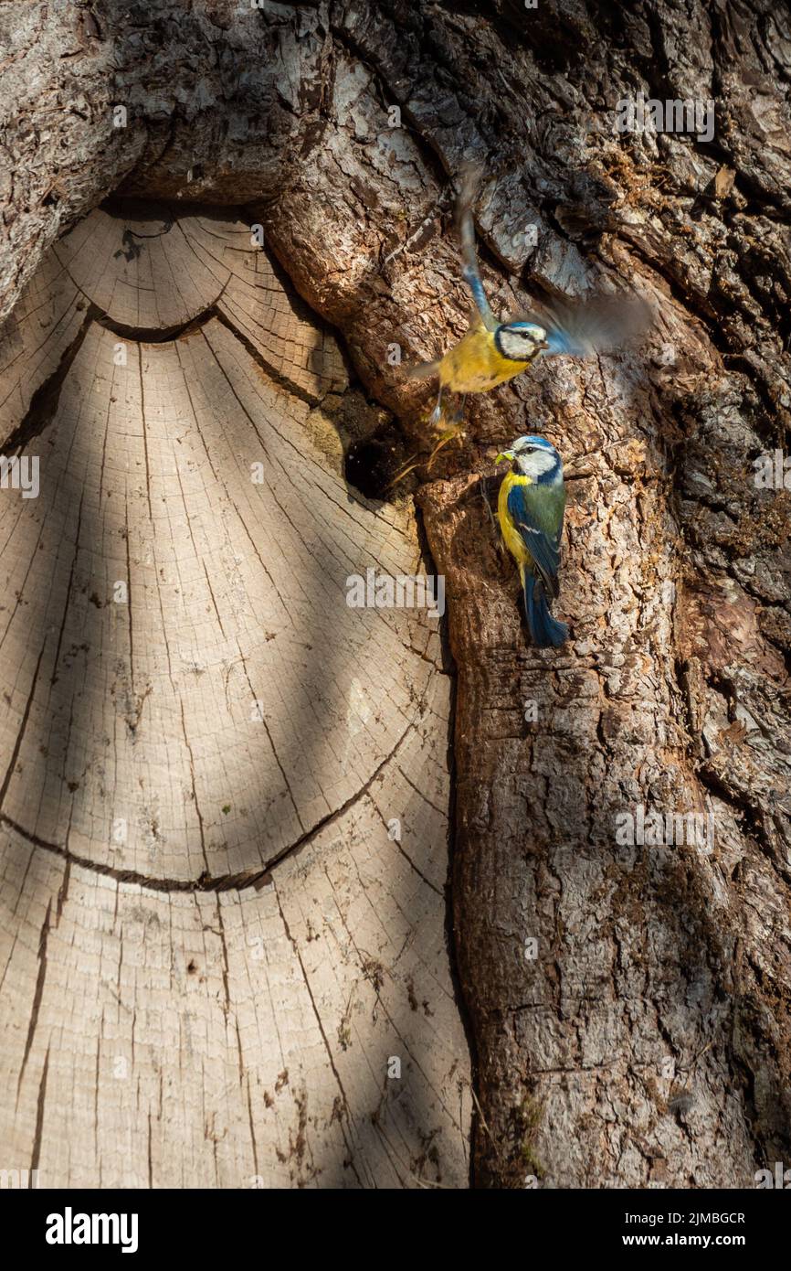 A vertical shot of a couple of colorful birds on a tree trunk Stock ...
