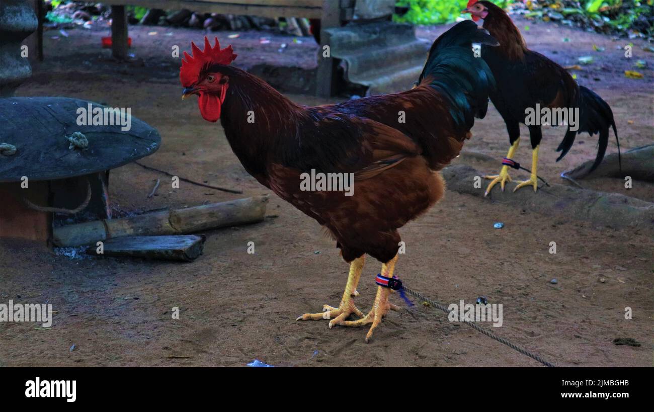Two roosters birds hi-res stock photography and images - Alamy
