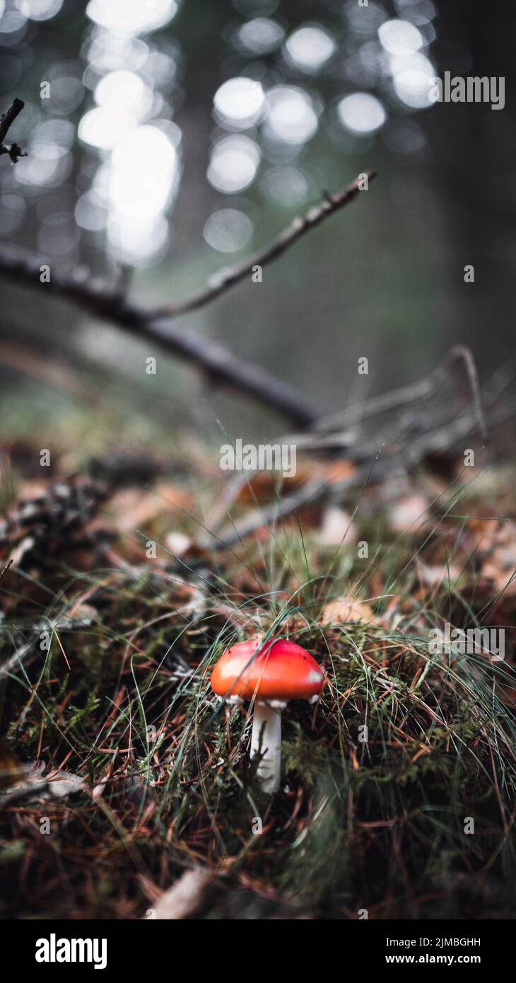 Vertical closeup of red fly agaric mushroom growing on ground between ...