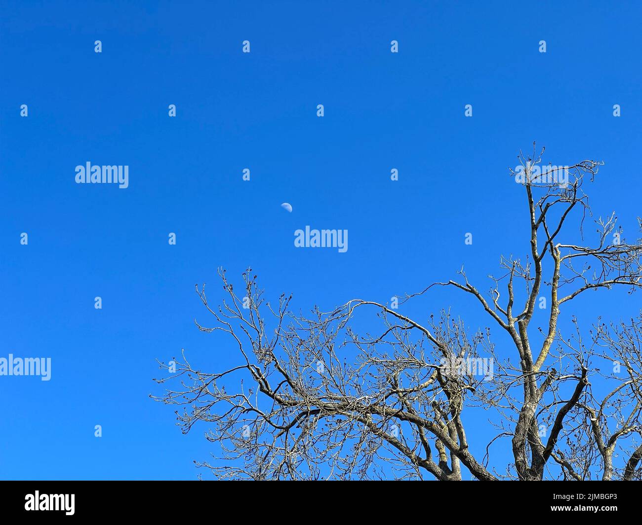A tree with no leaves with blue sky background Stock Photo - Alamy