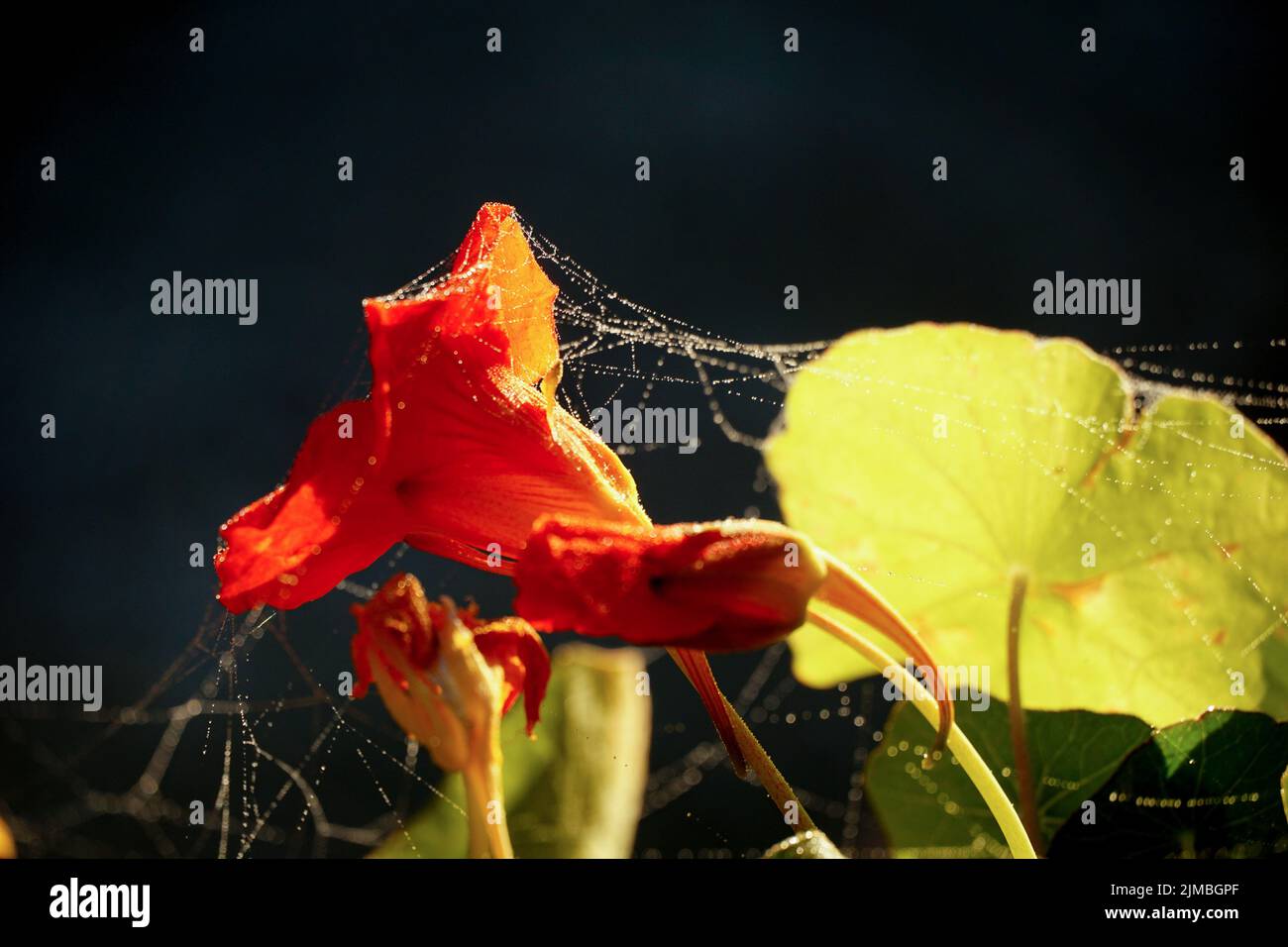 Indian spider species hi-res stock photography and images - Alamy