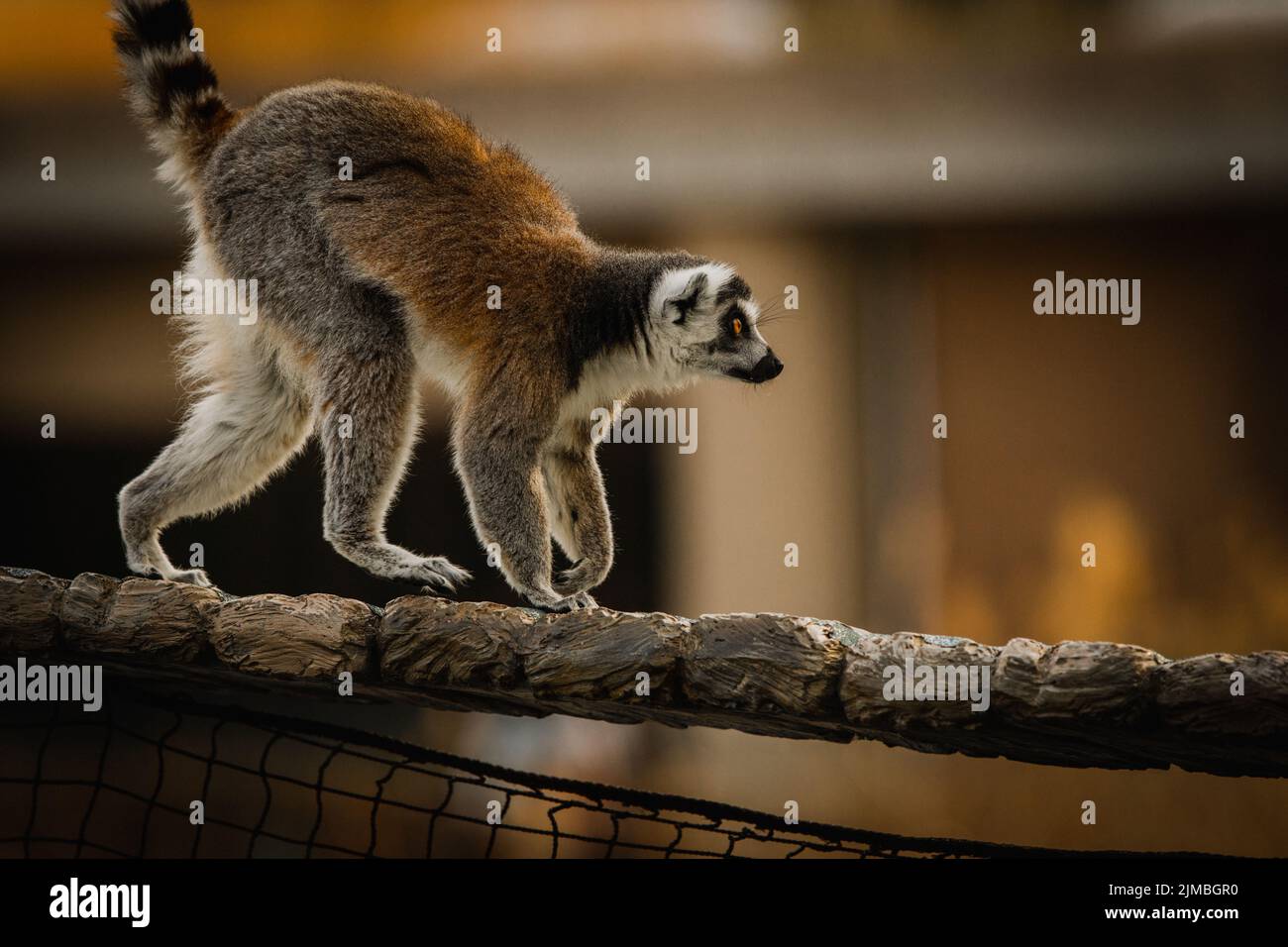 A lemur climbing on a tree branch Stock Photo - Alamy