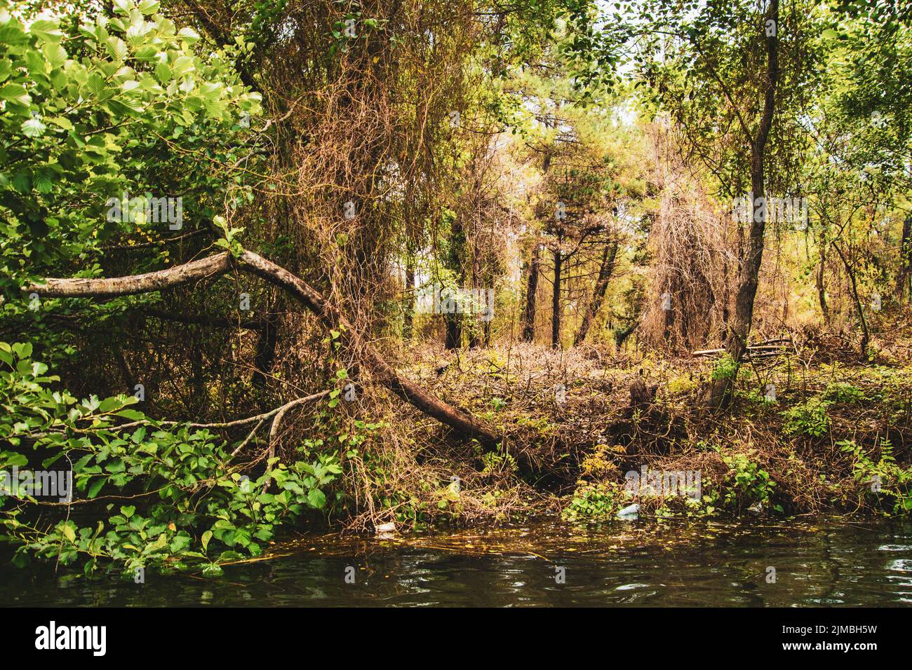 Beautiful forest jungles in Kolkheti national park. Famous sightseeing ...