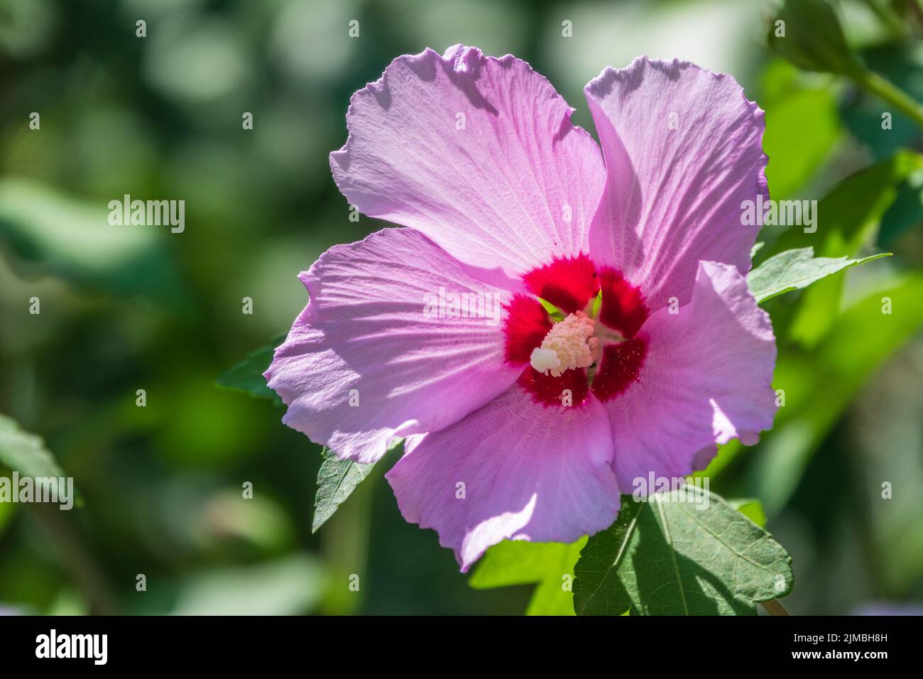 Pink flowers of Hibiscus moscheutos plant close-up. Hibiscus moscheutos ...