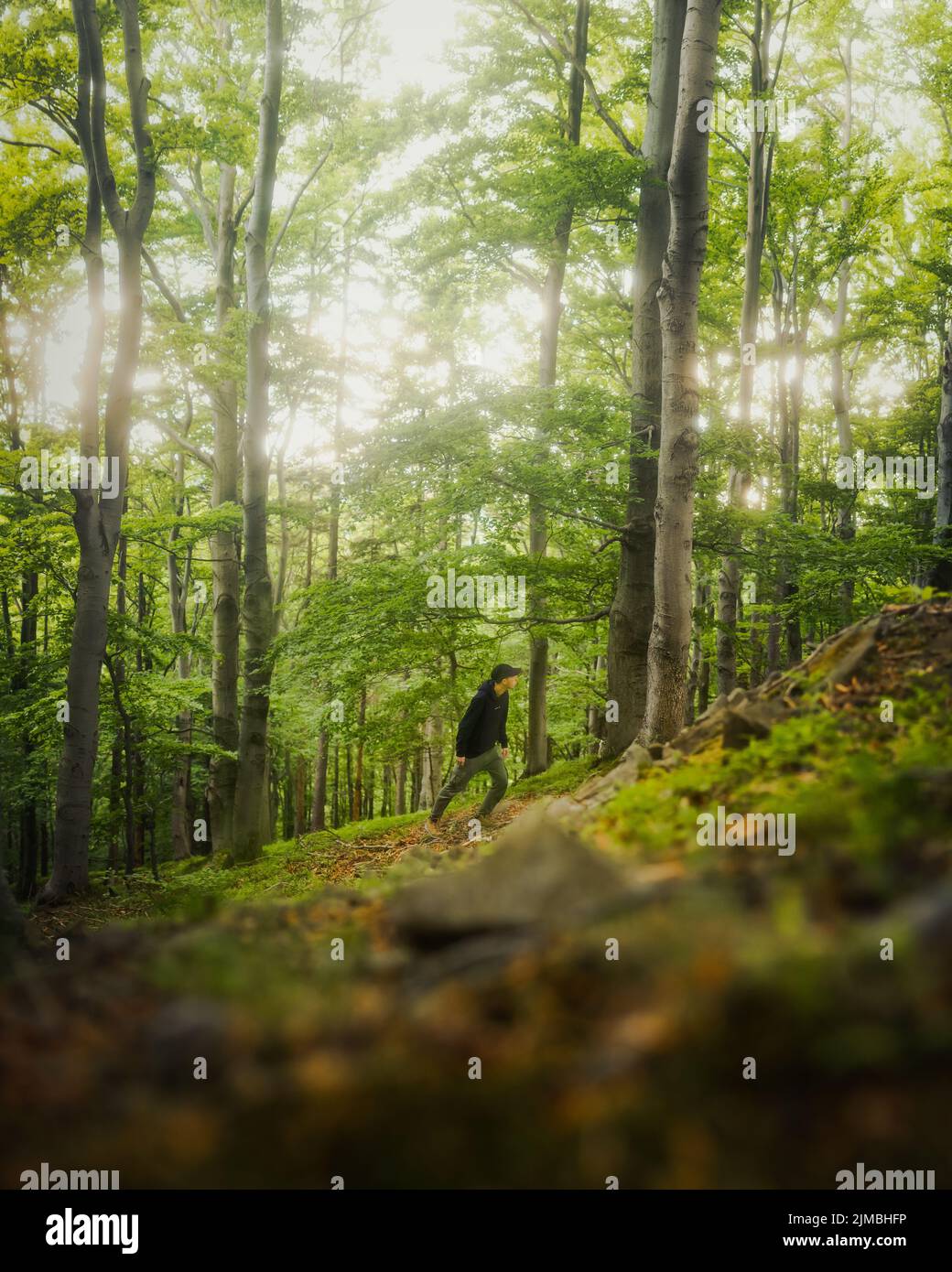 A male hiker in a dense green forest Stock Photo - Alamy