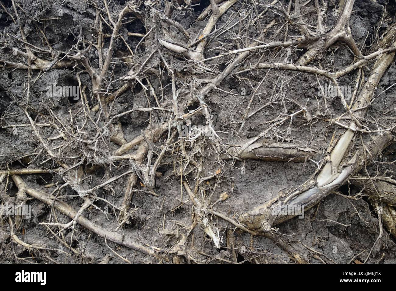 Roots of an uprooted tree, Germany Stock Photo - Alamy