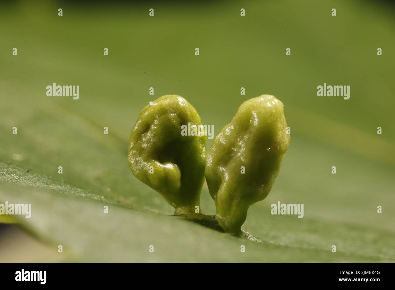 Plant galls hi-res stock photography and images - Alamy