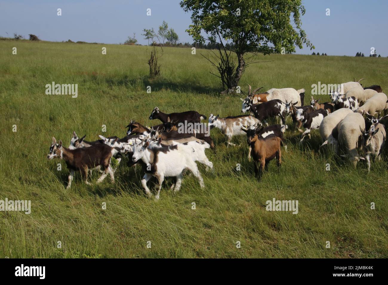 Flock of sheep and goats, landscape management Stock Photo - Alamy