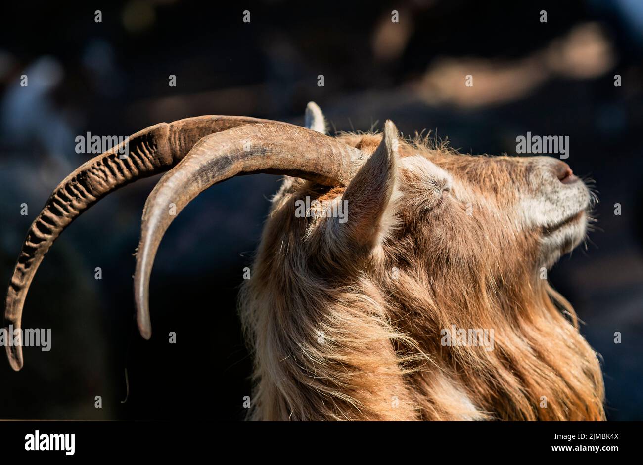 Goatee hi-res stock photography and images - Alamy