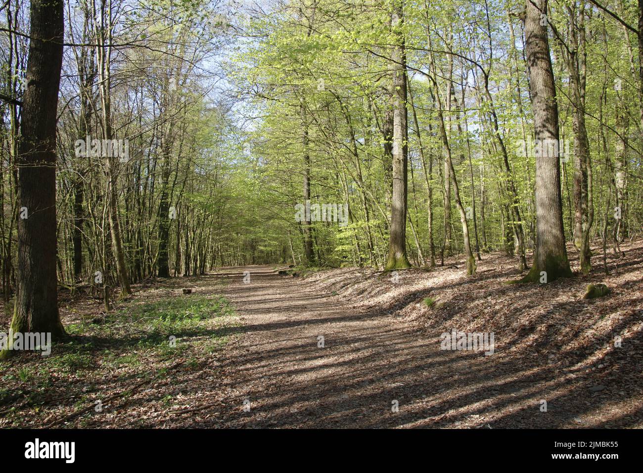 Forest in spring Stock Photo - Alamy