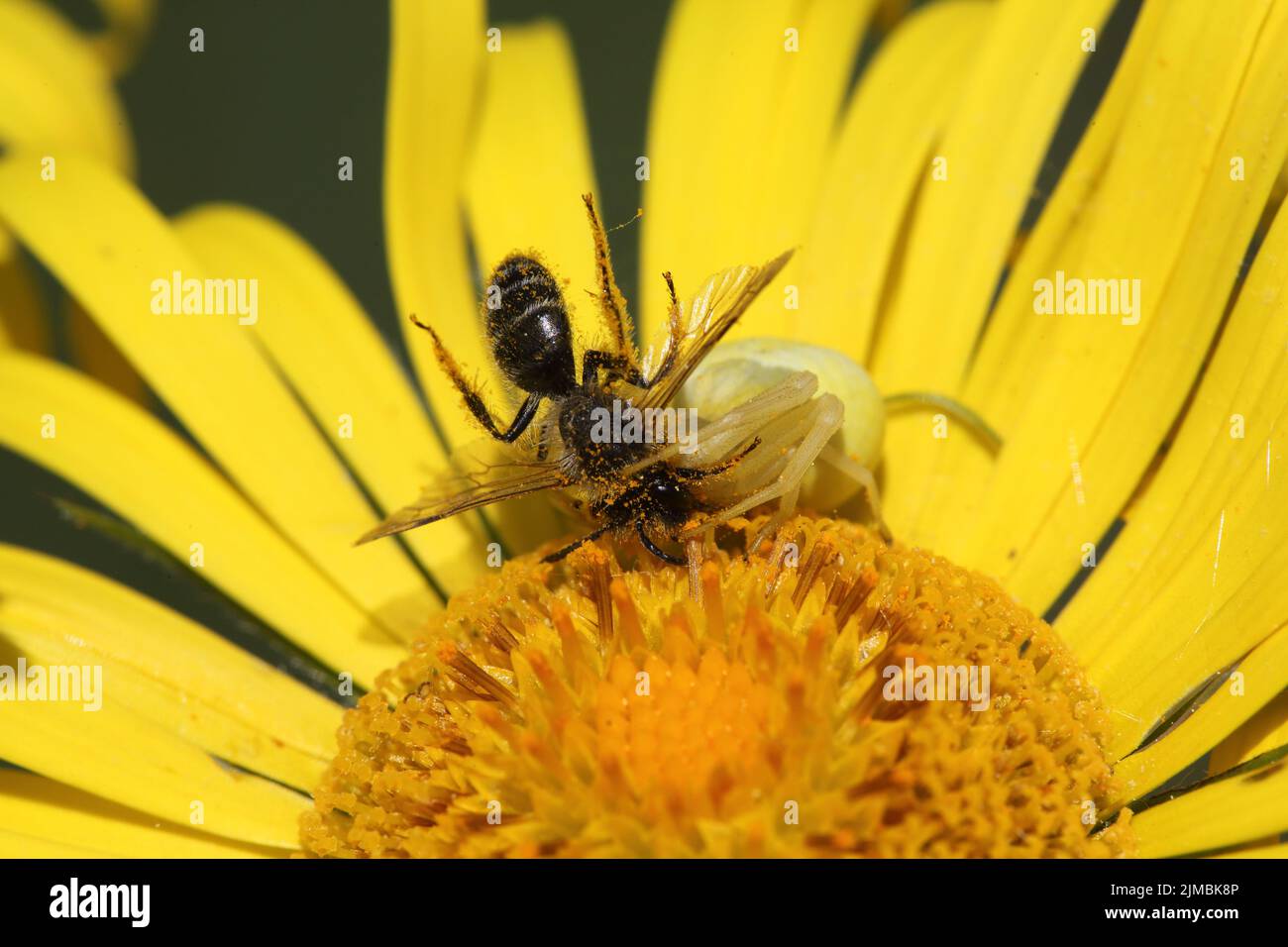 Crab spider and prey hi-res stock photography and images - Alamy