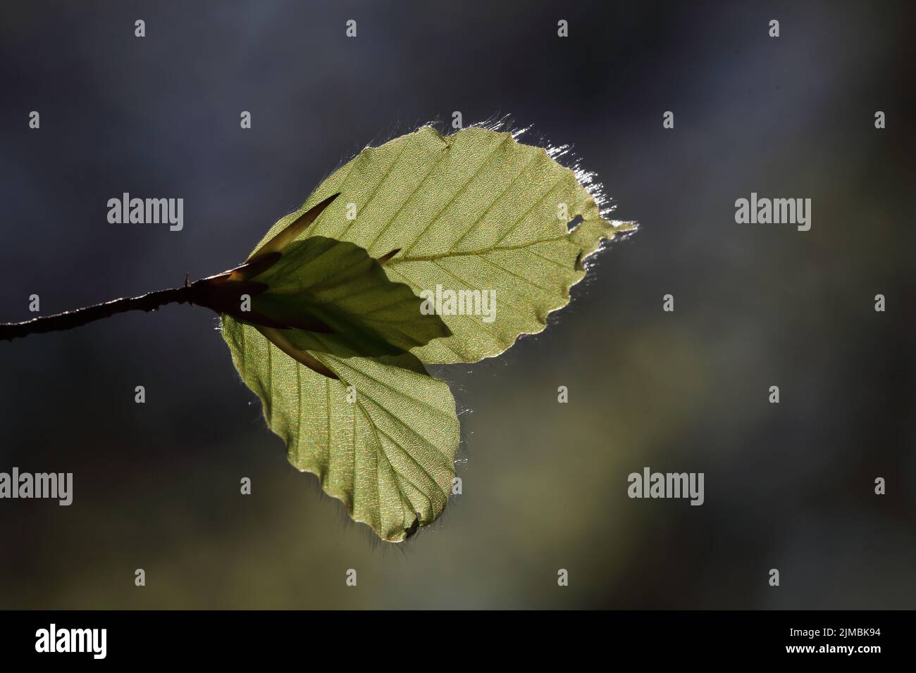 Young leaves of a common beech Stock Photo - Alamy