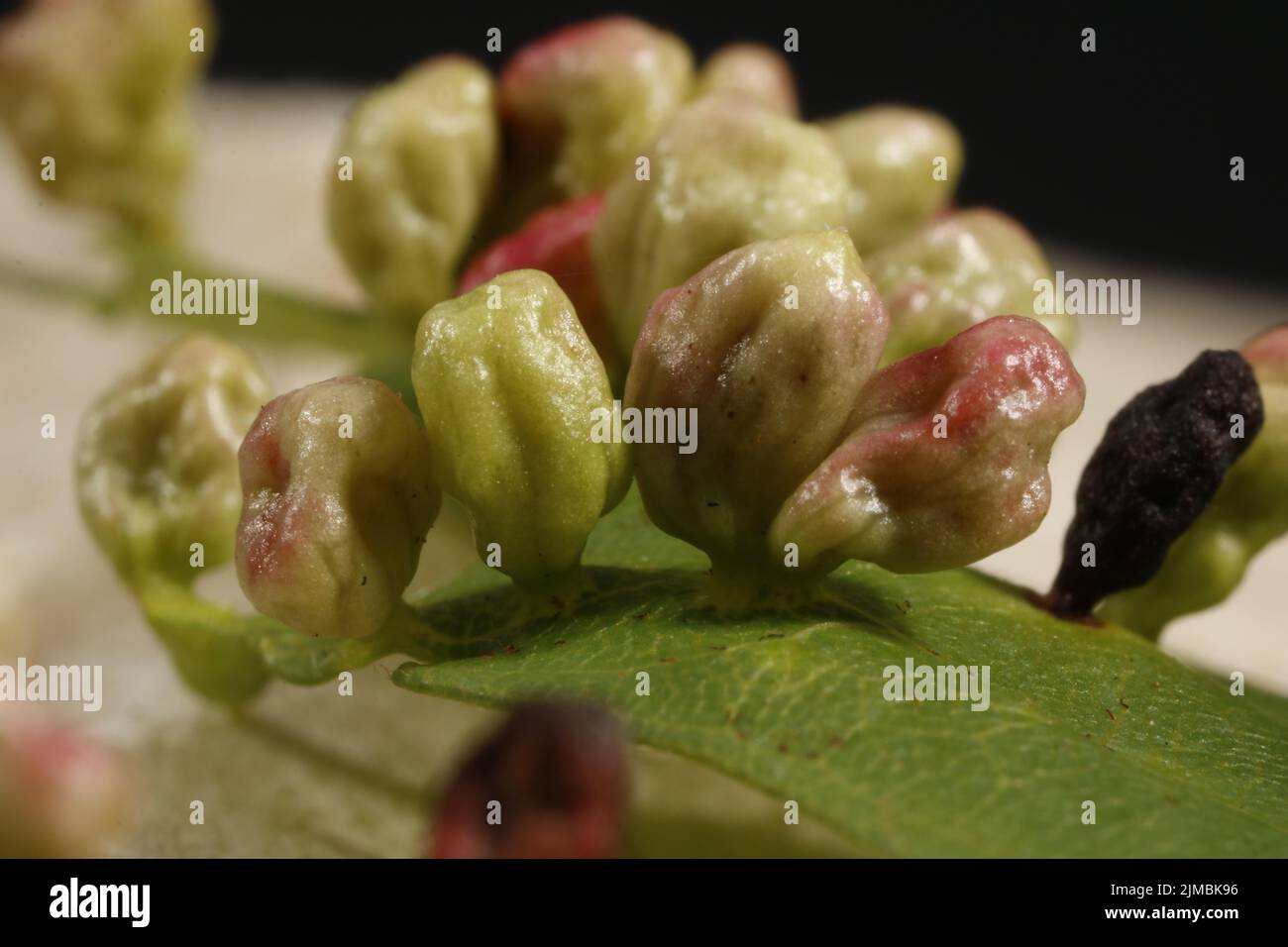 Plant galls hi-res stock photography and images - Alamy