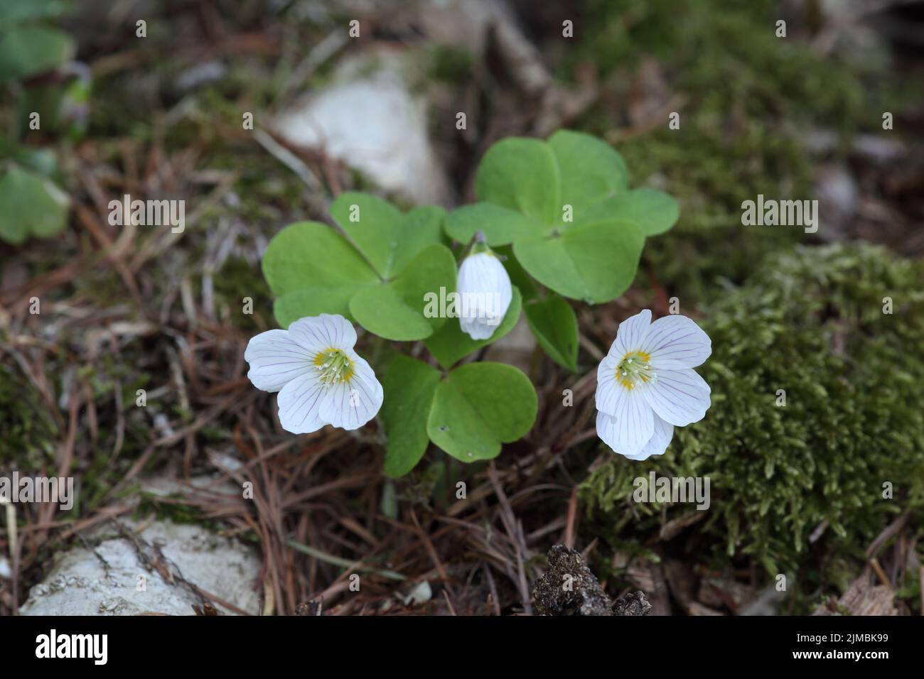 Common wood sorrel Stock Photo - Alamy