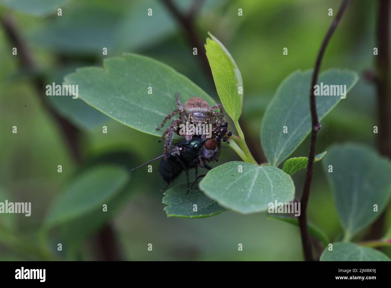 Jumping spider with prey Stock Photo - Alamy