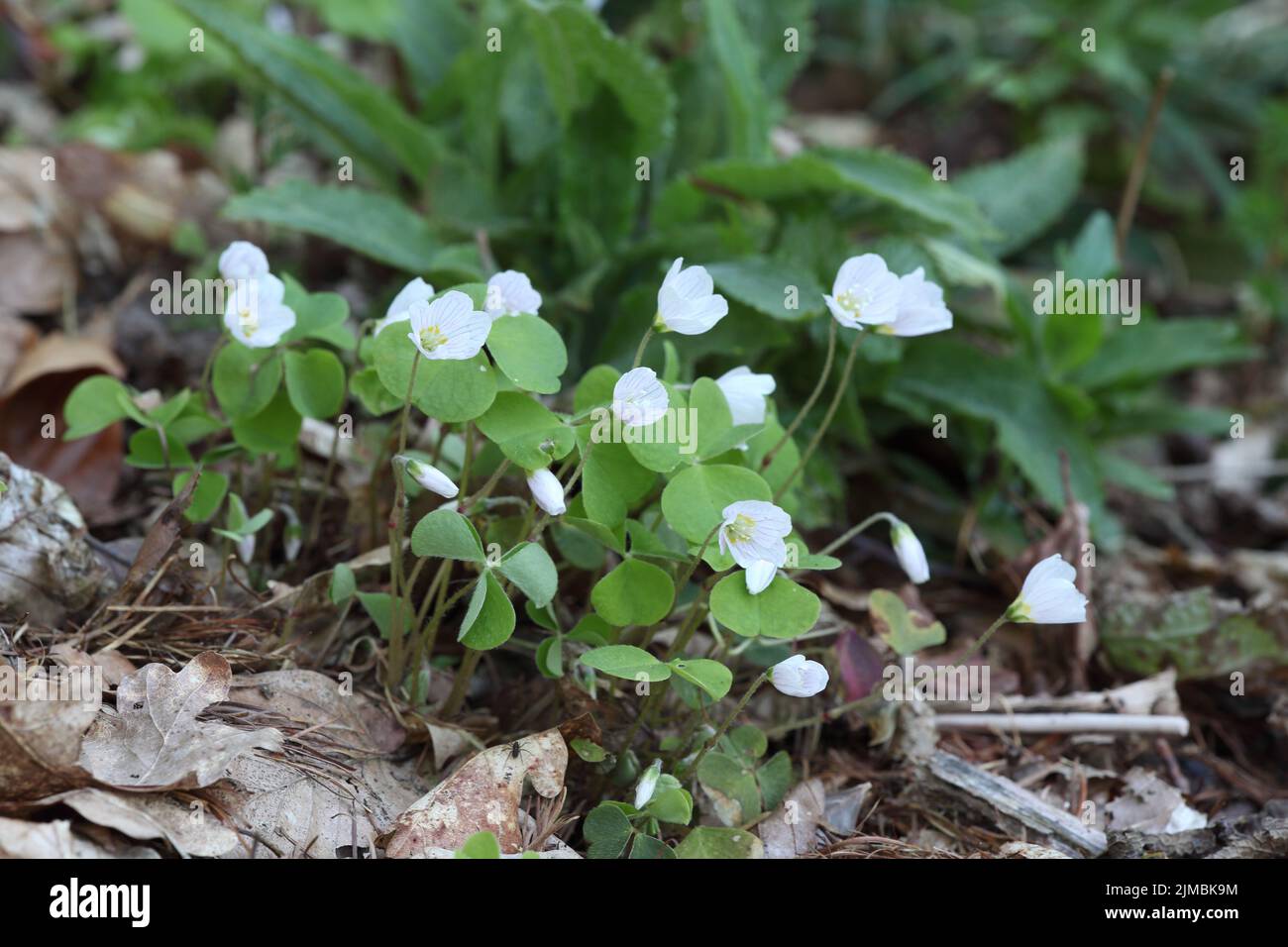 Common wood sorrel Stock Photo - Alamy