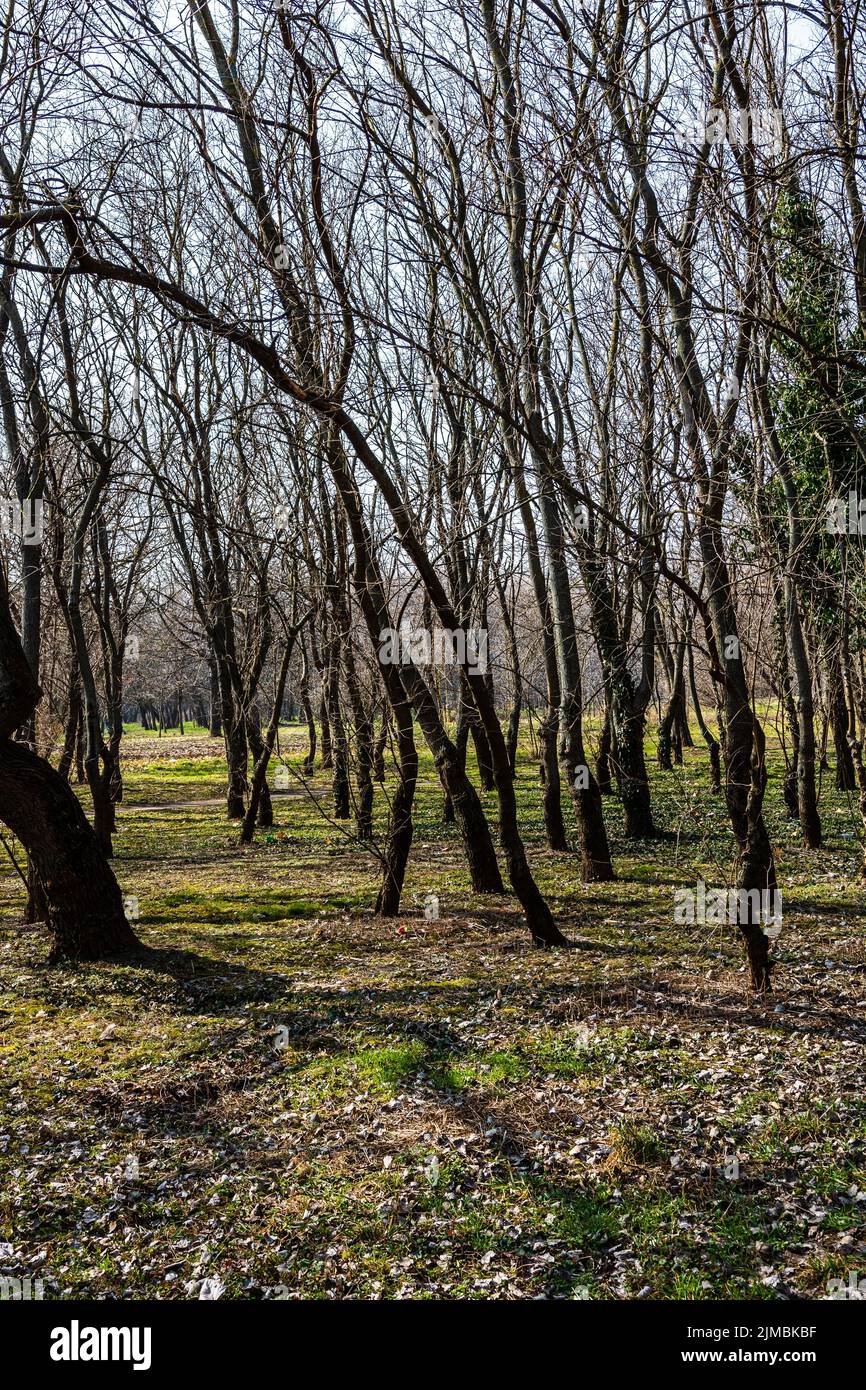 Tree trunks in a dense forest, way through rows of trees Stock Photo ...