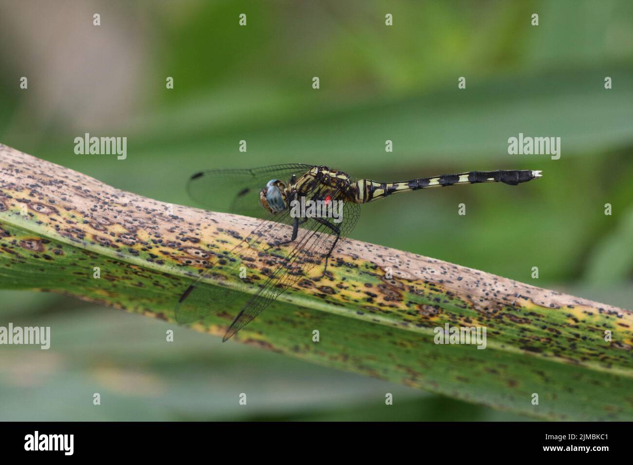 Clubtail hi-res stock photography and images - Alamy