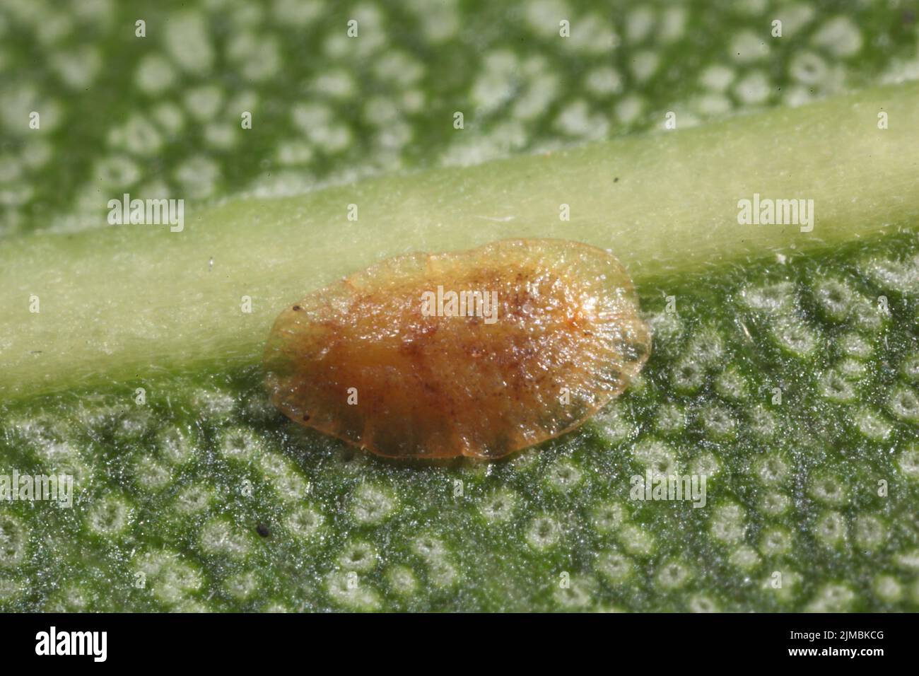 Scale insect hi-res stock photography and images - Alamy