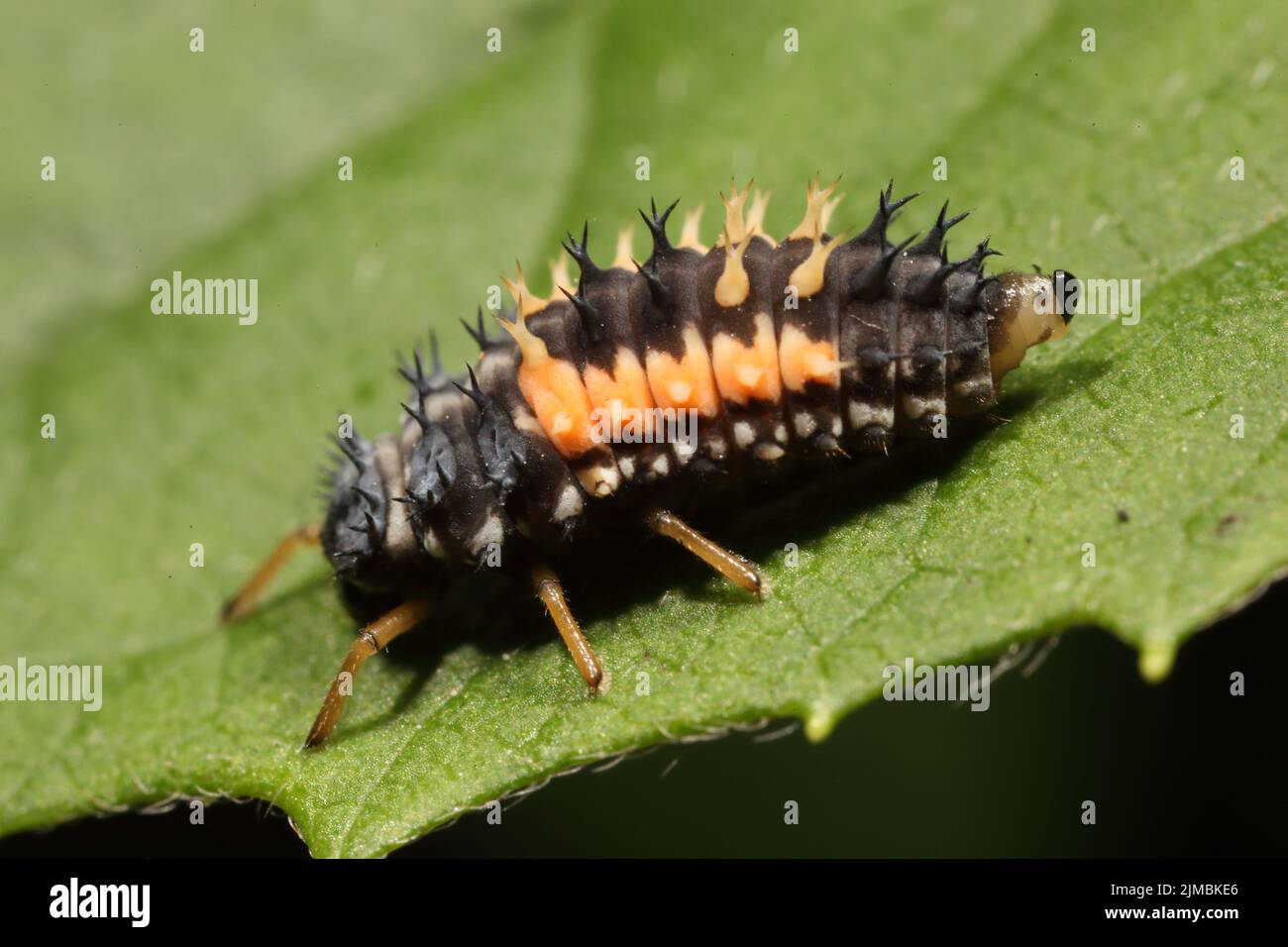 Lady Bug Larva Stock Photo - Alamy