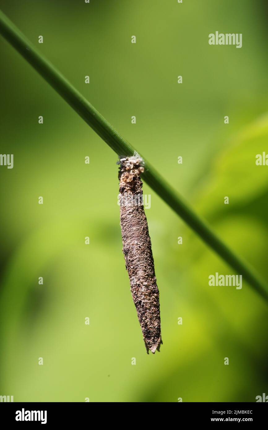 Bagworms hi-res stock photography and images - Alamy