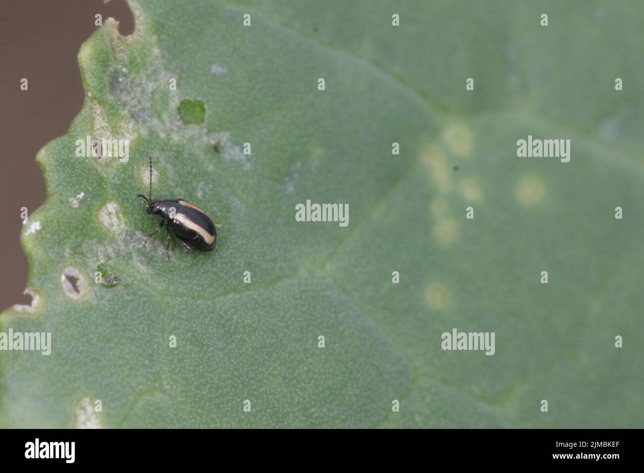 Insects beetle hi-res stock photography and images - Alamy