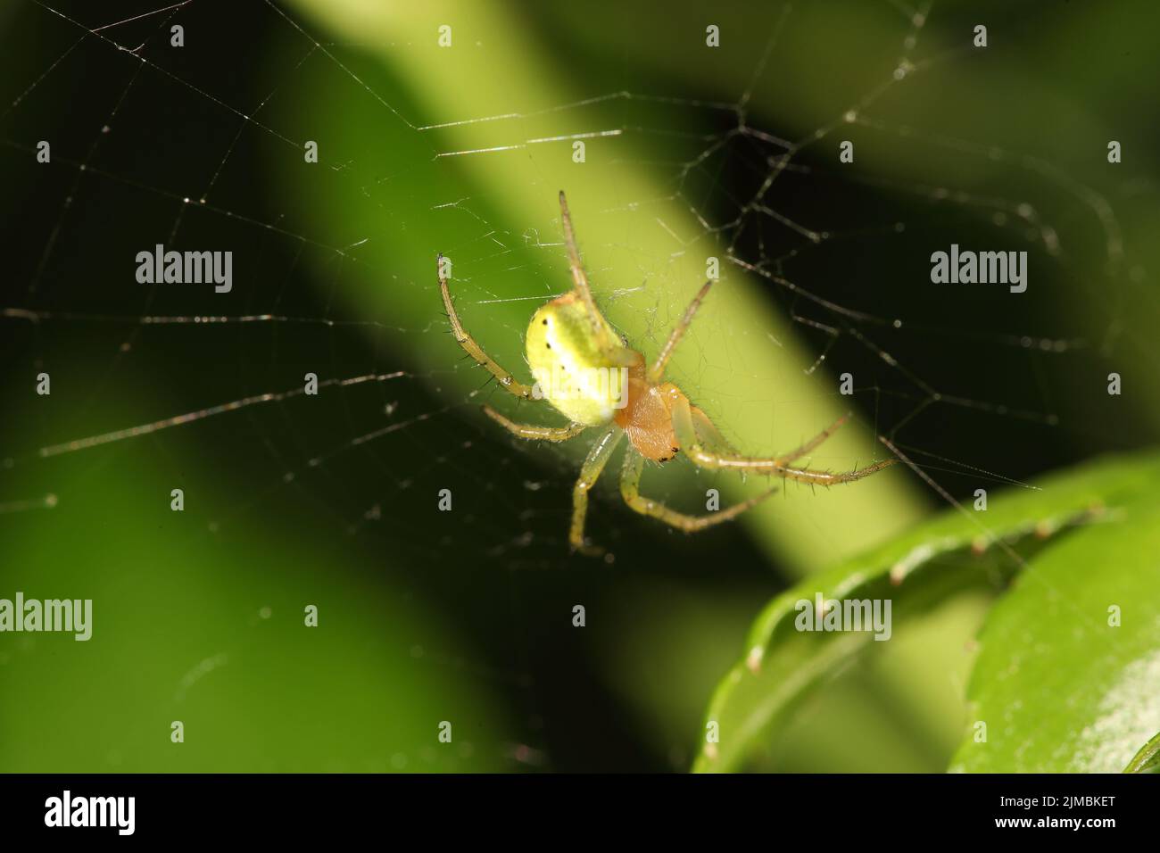 Cucumber green spider Stock Photo - Alamy