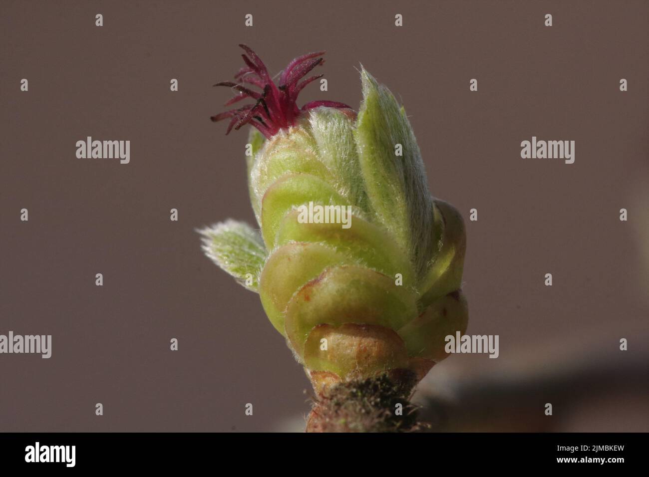 Female Hazelnut blossom Stock Photo - Alamy
