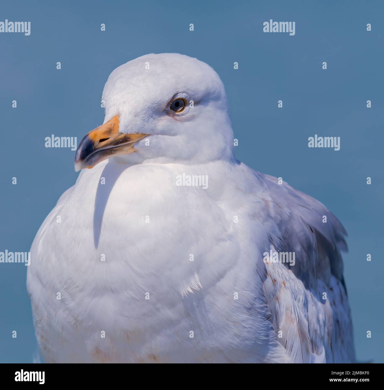 Seagull eyes hi-res stock photography and images - Alamy