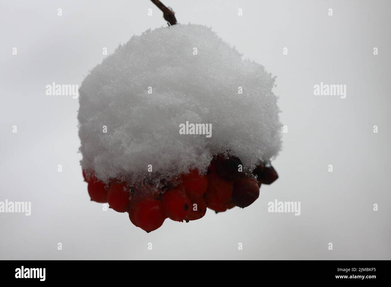 Fruits snow hi-res stock photography and images - Alamy
