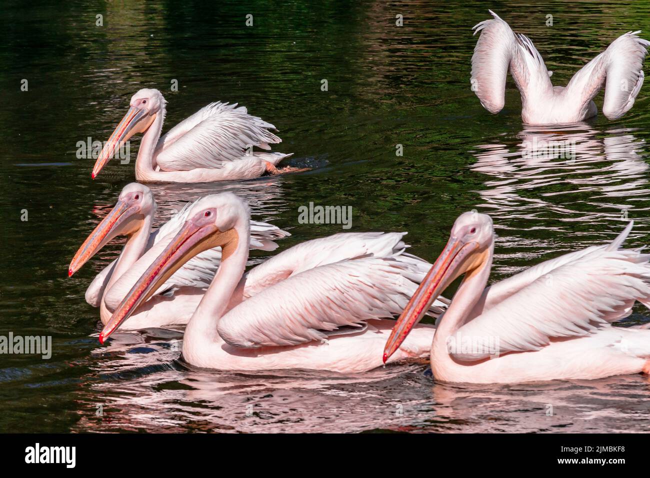 Pelica hi-res stock photography and images - Alamy