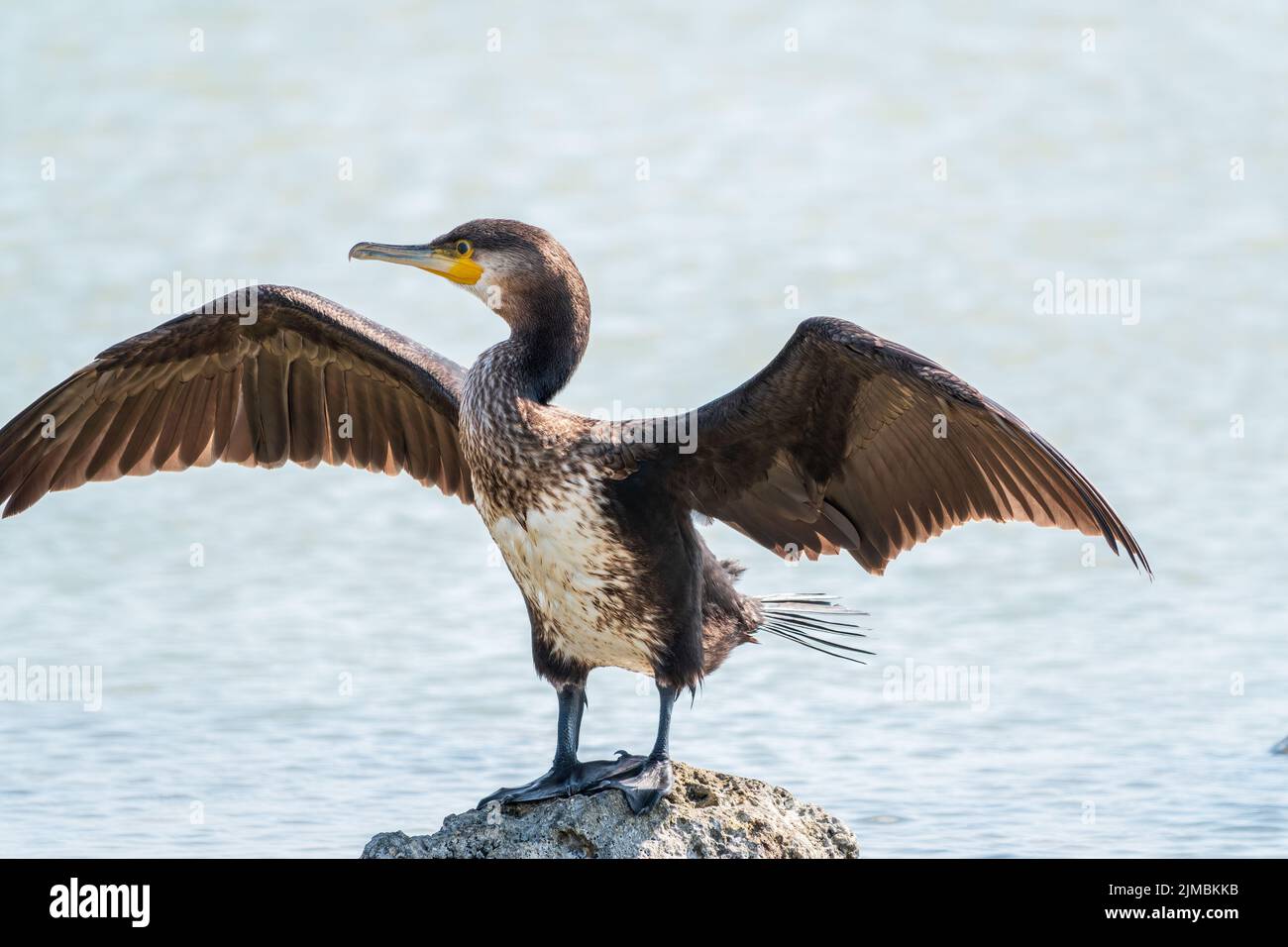 Great cormorant, Phalacrocorax carbo, sits on stone and dries its wings ...