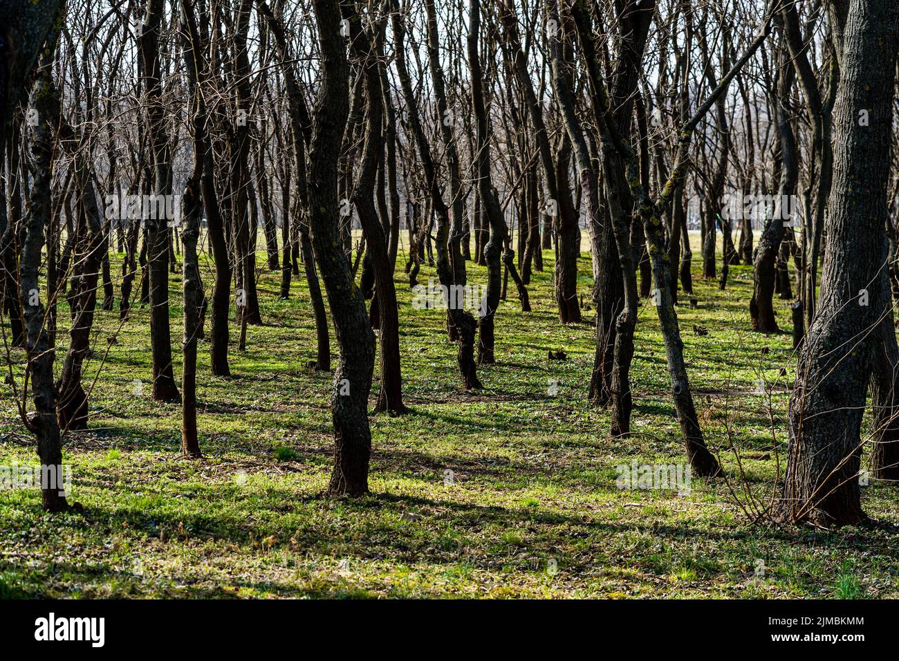 Tree trunks in a dense forest, way through rows of trees Stock Photo ...
