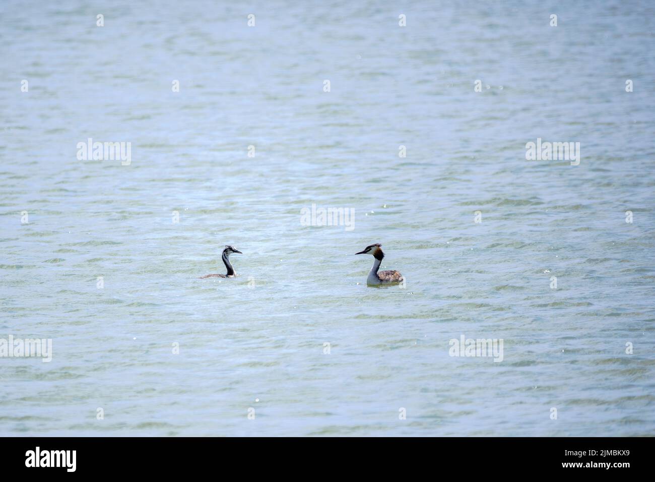 The waterfowl bird, great crested grebe with chick, swimming in the ...