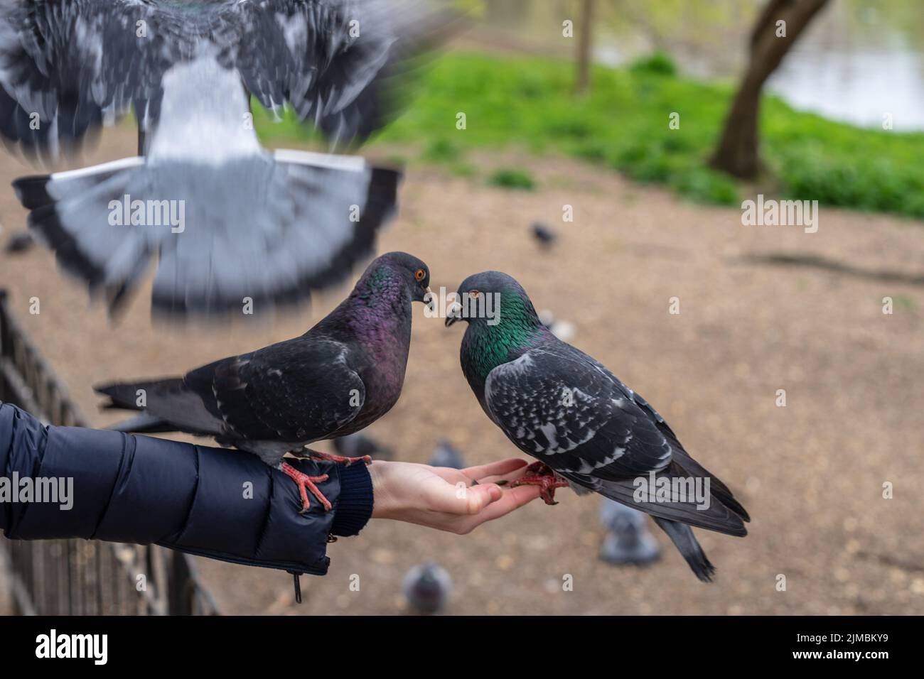 Pigeons in snow london hi-res stock photography and images - Alamy