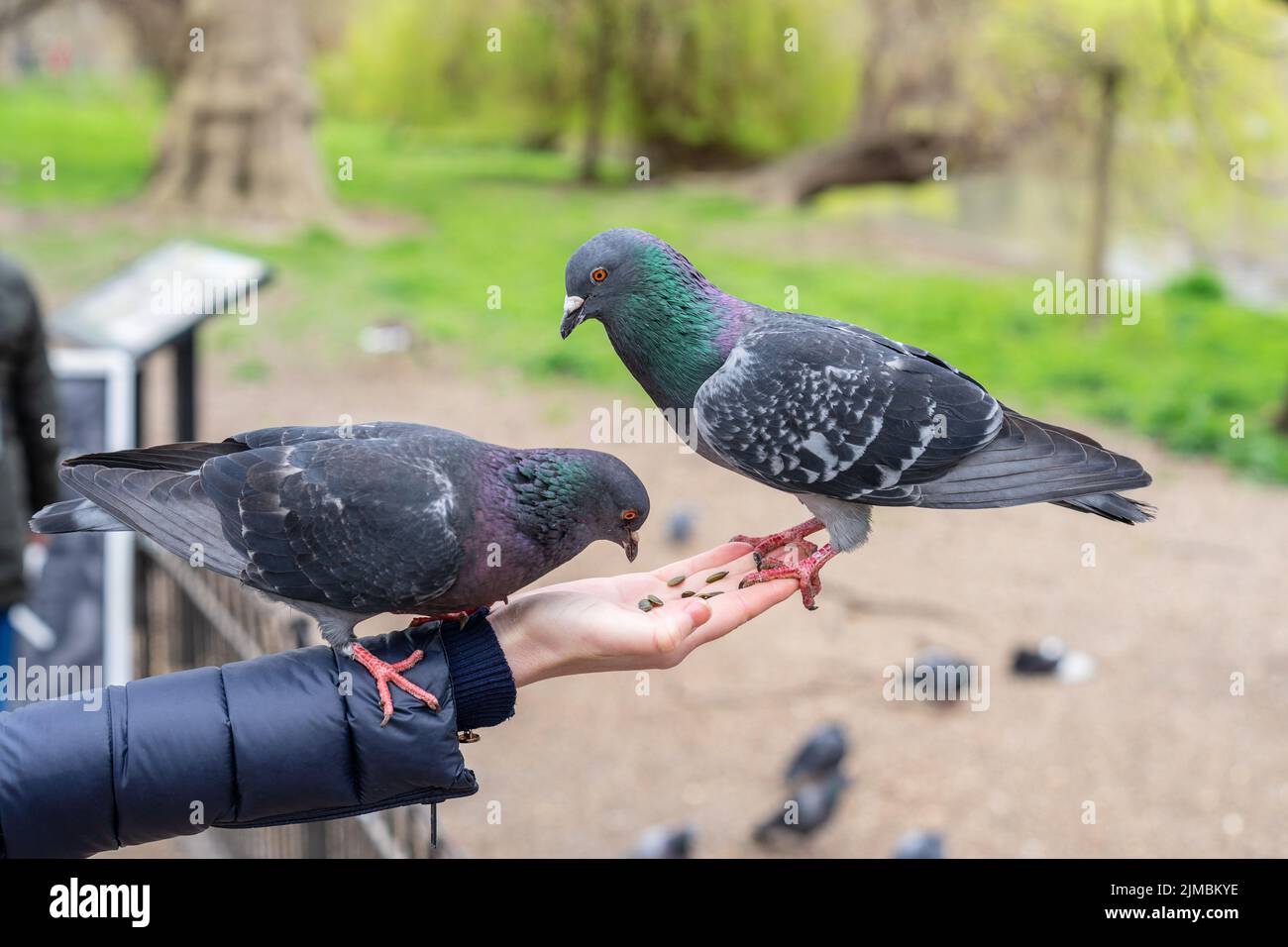 Feeding pigeons in the park. Woman feeds pigeons in London park Stock ...