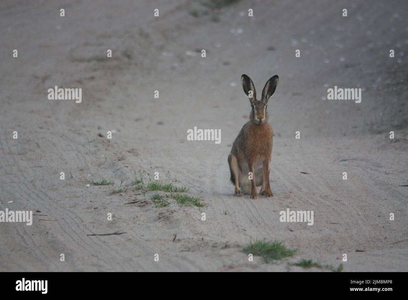 Fieldhare hi-res stock photography and images - Alamy