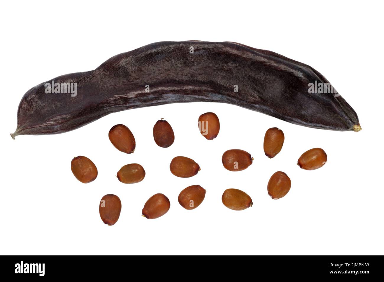 Sweet carob fruits, brown fleshy pods and seeds isolated on white ...