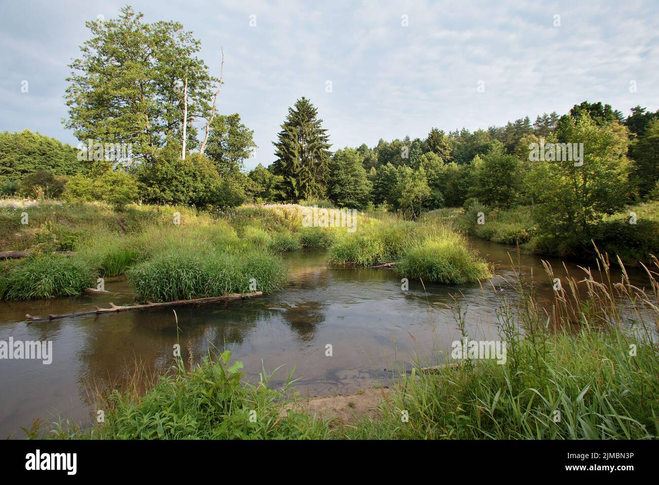 Nature of Belarus, summer landscape with a small forest river Isloch ...