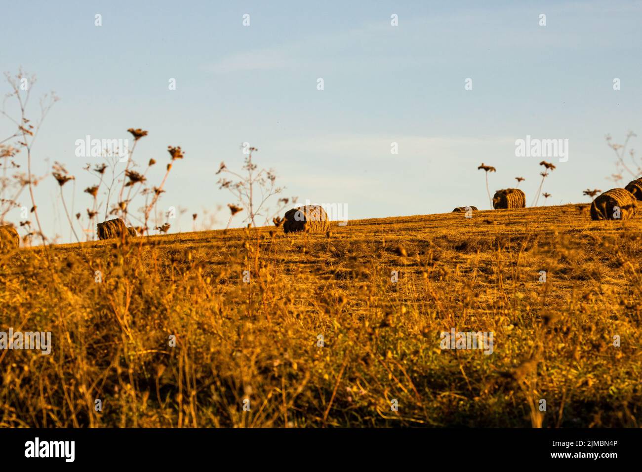 Golden hay bales. Agricultural parcels of different crops and hay roll ...