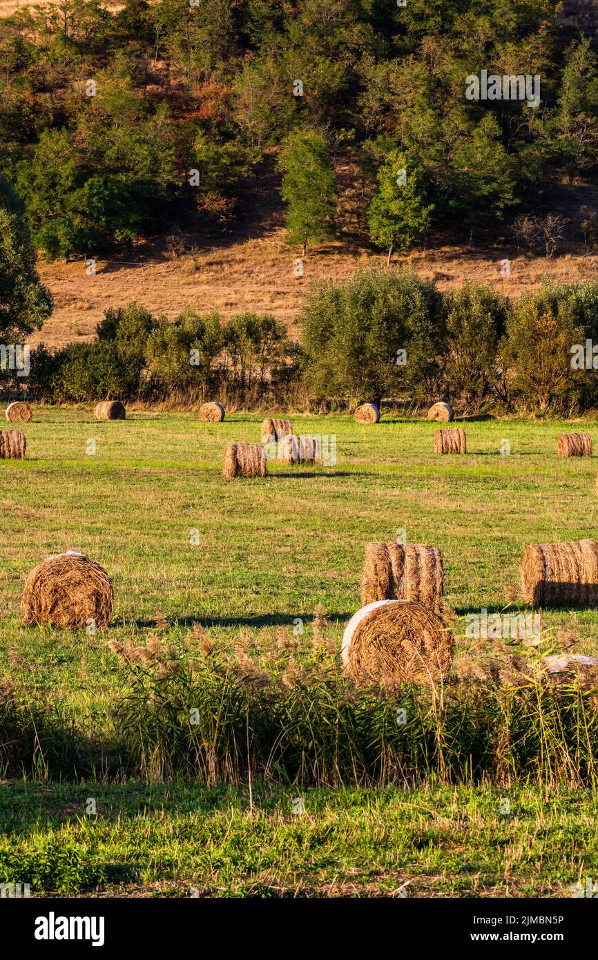 Golden hay bales. Agricultural parcels of different crops and hay roll ...