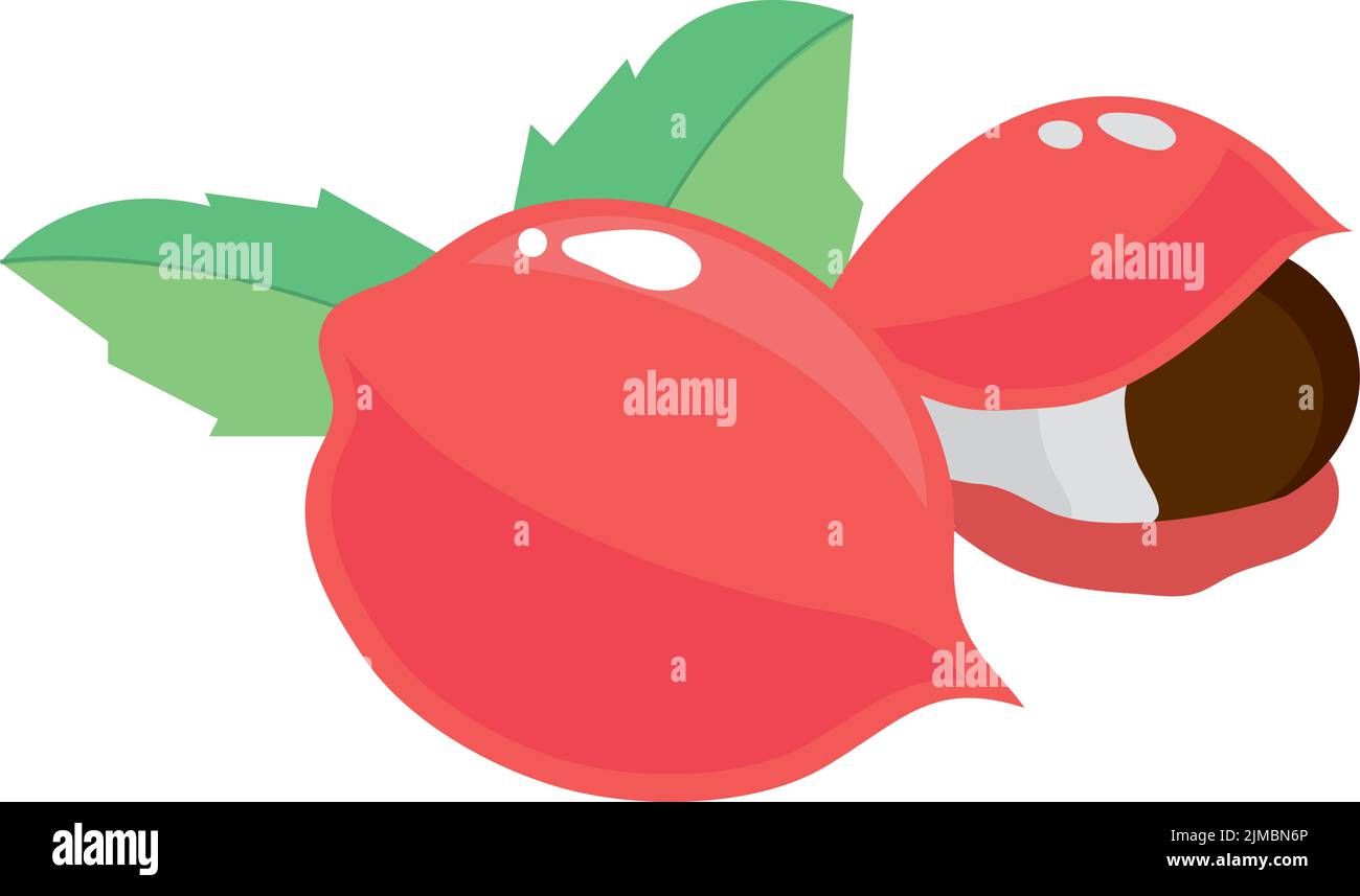 guarana fruit icon Stock Vector Image & Art - Alamy