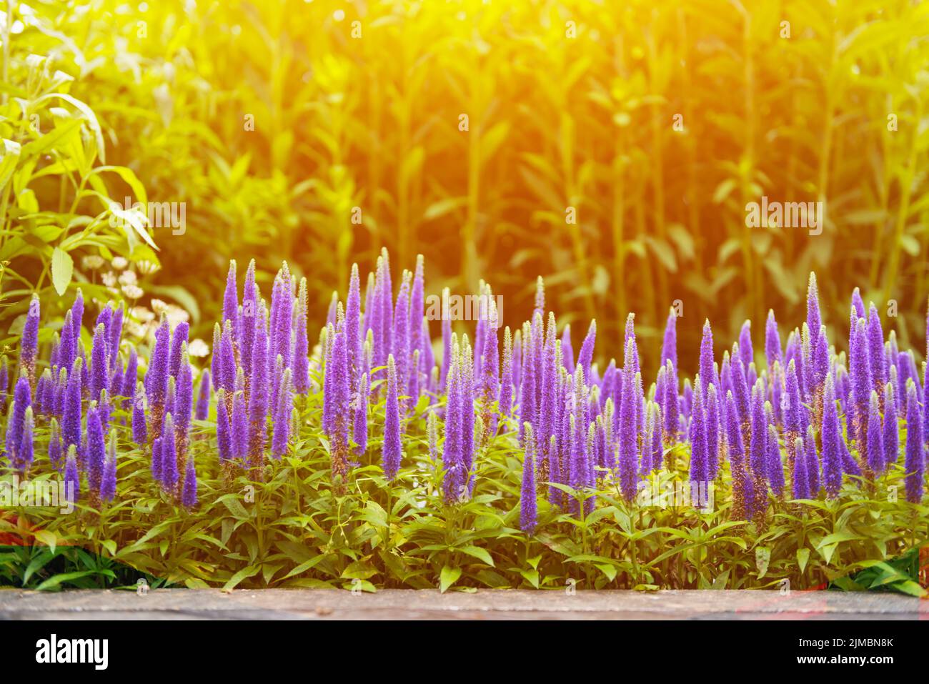 Beautiful garden in sunlight hi-res stock photography and images - Alamy